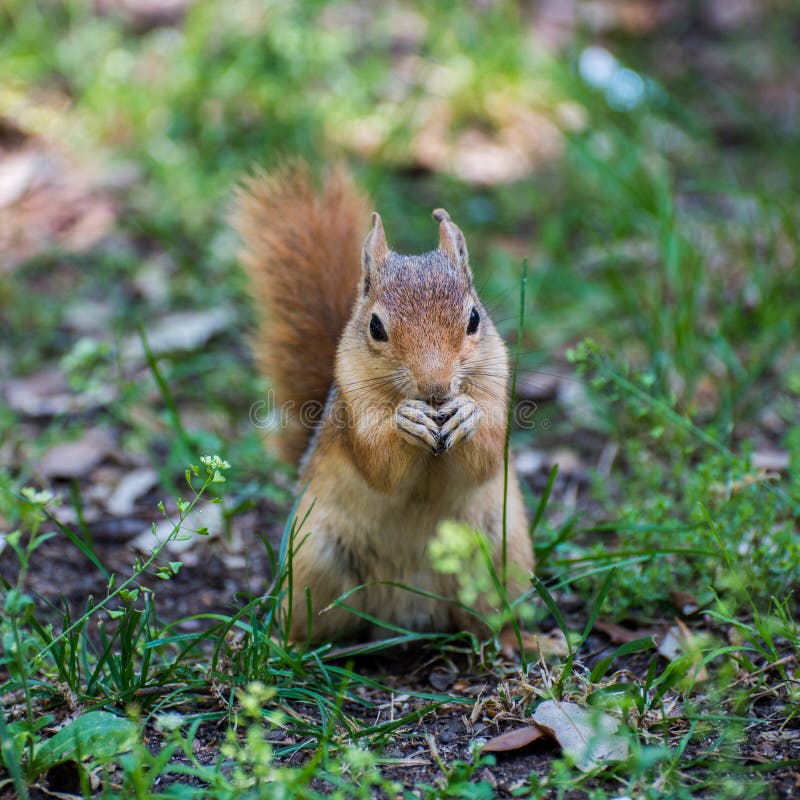 Beautiful Squirrel in Nature Stock Image - Image of fluffy, rodent ...