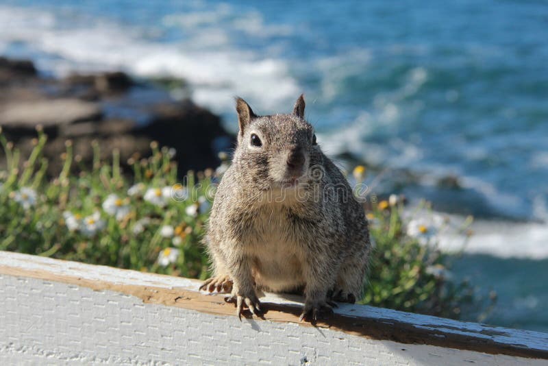 Playful Squirrel stock image. Image of bold, animal, nature - 30007435