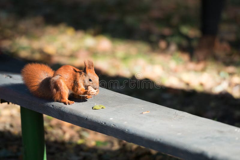 Squirrel on the bench stock image. Image of hazelnut - 81157555