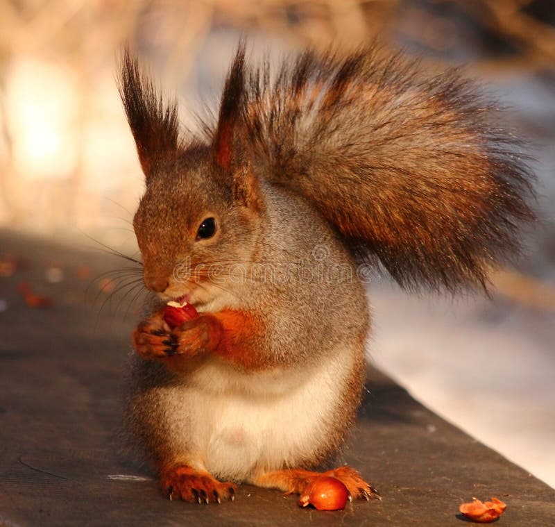 Squirrel stock image. Image of enjoy, appetite, food - 50901365