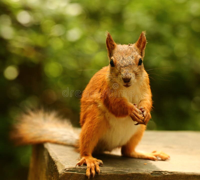 Squirrel on the bench stock image. Image of foliage, games - 55377619