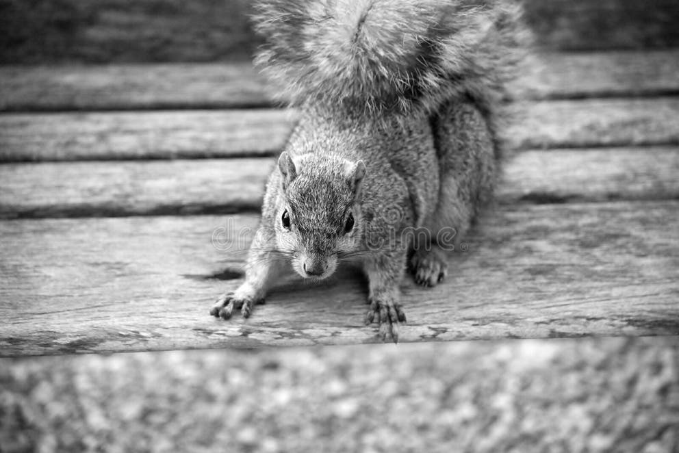 Squirrel on bench stock image. Image of rodent, squirrel - 72585193
