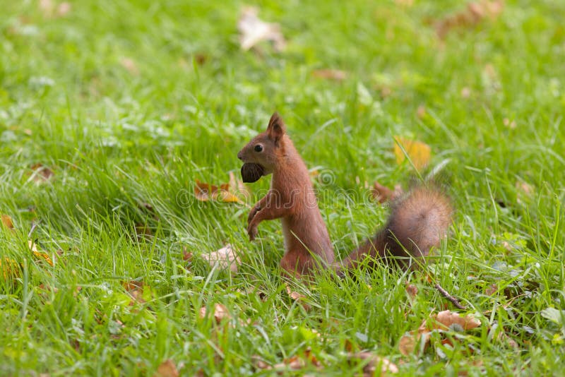 Squirrel with a big nut stock image. Image of brown, nature - 26749285