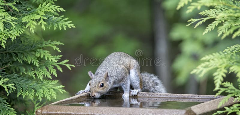 Squirrel stock photo. Image of water, ears, eyes, rodent - 41062428