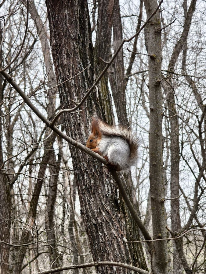 Squirrel Bird Forest Russia Stock Image - Image of tree, forest: 369308475