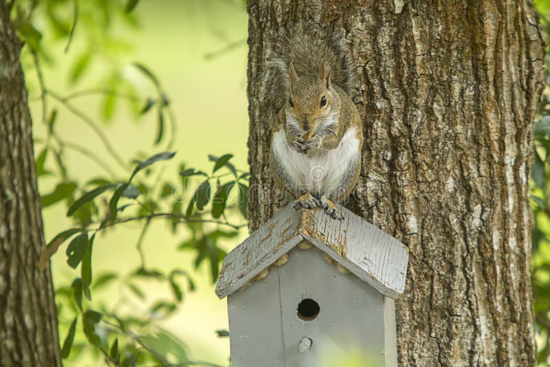 Squirrel on bird house. stock image. Image of curious - 56496175