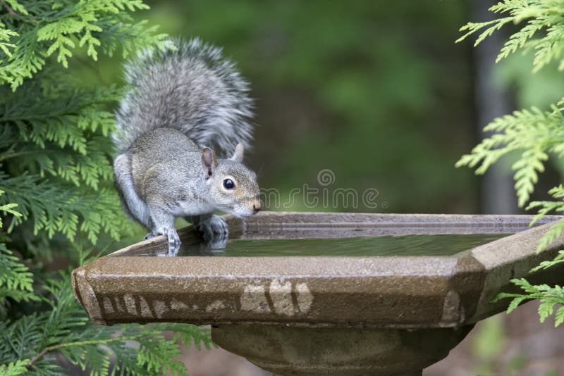Squirrel stock photo. Image of bath, drink, looking, rodent - 41062366
