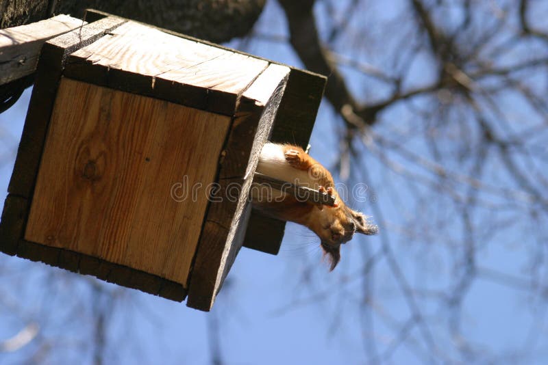 Squirrel and Birdhouse on the Tree Stock Photo - Image of birdhouse ...