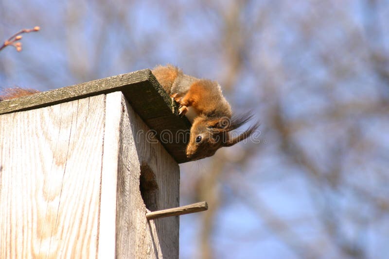 Squirrel and Birdhouse on the Tree Stock Image - Image of wild, front ...
