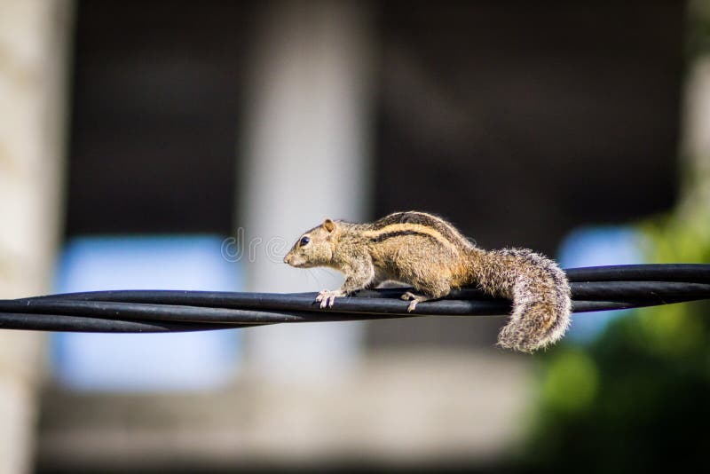 Squirrel on a black wire stock photo. Image of wildlife - 109511780