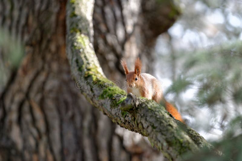 The squirrel stock image. Image of tree, squirrel, wildlife - 55018499