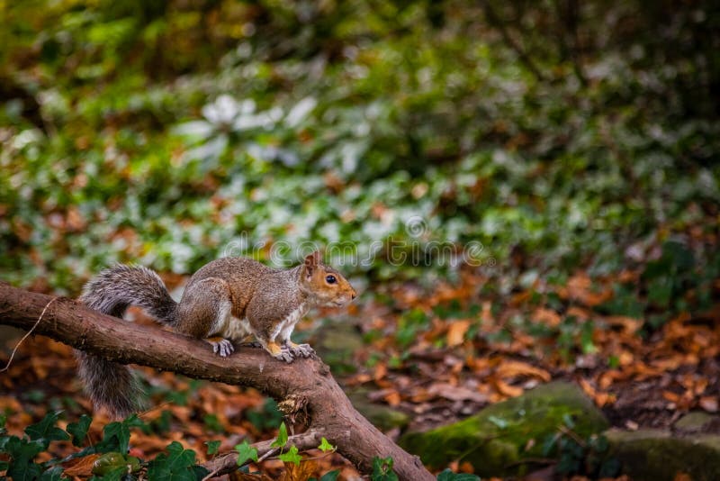 Squirrel on a branch stock photo. Image of fauna, hands - 61722232