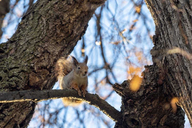 Squirrel on a branch stock photo. Image of amazing, fauna - 272551832