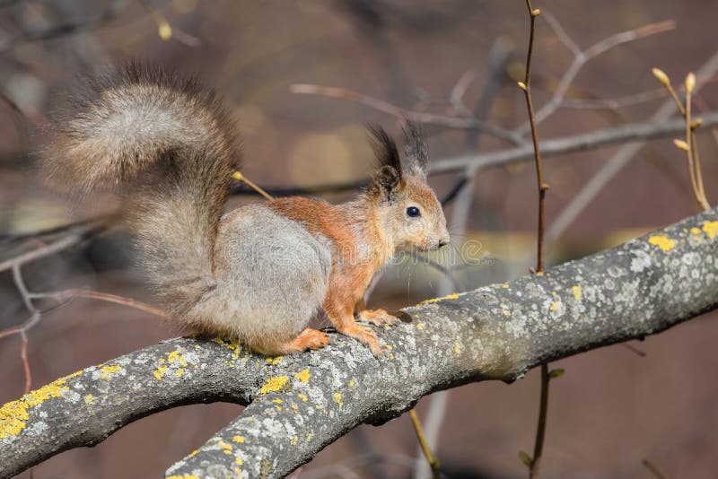 Squirrel on a Branch in the Park Stock Image - Image of spring, brown ...