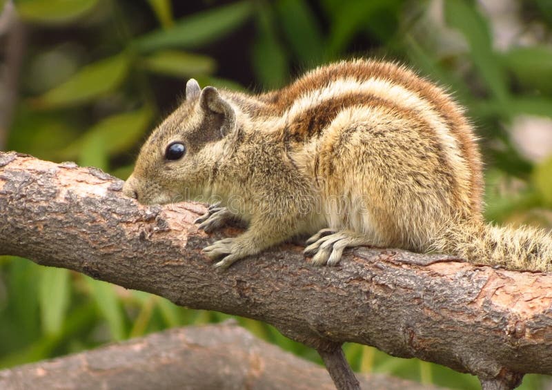Squirrel on branch stock photo. Image of striped, sunny - 83063158