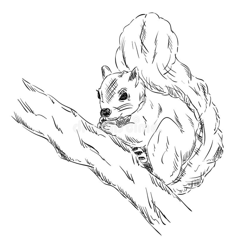 Squirrel On Branch Tree Continuous Line Drawing Vector Stock Vector ...