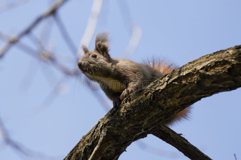 A Squirrel on the Branches of a Tree Stock Image - Image of forest ...