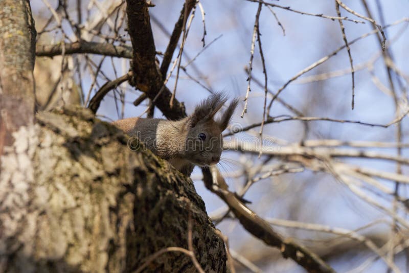 A Squirrel on the Branches of a Tree Stock Image - Image of park, furry ...