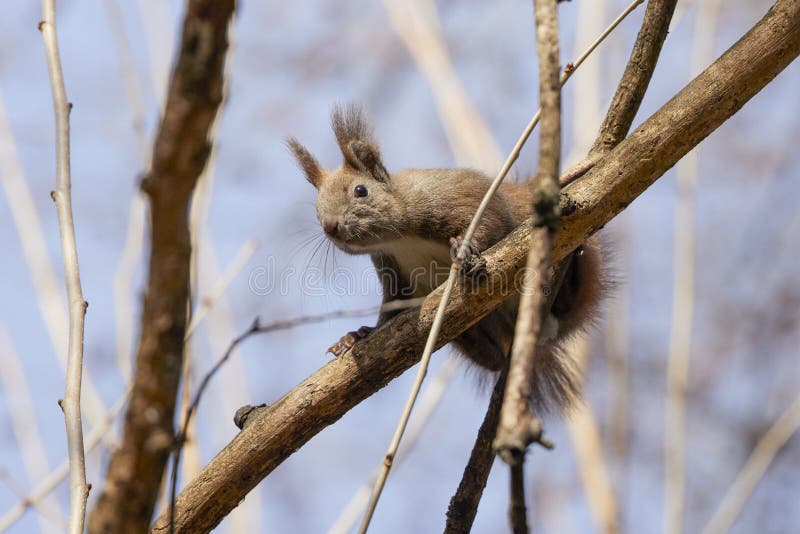 A Squirrel on the Branches of a Tree Stock Image - Image of animal ...