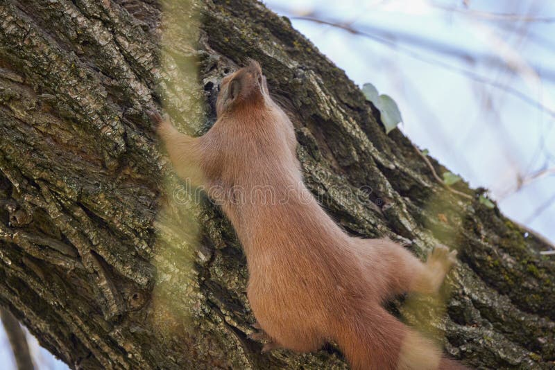 A Squirrel on the Branches of a Tree Stock Image - Image of spring ...