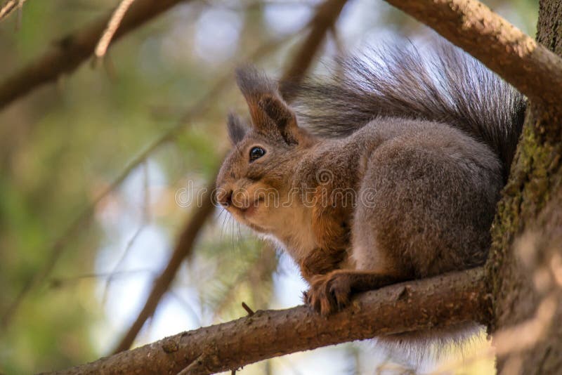 Squirrel with Bushy Tail on a Tree Branch in the Forest. Stock Image ...