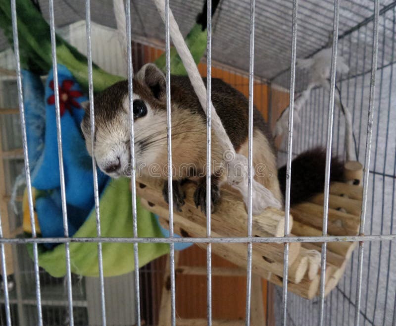 Squirrel in the cage stock photo. Image of swing, fauna - 64920826