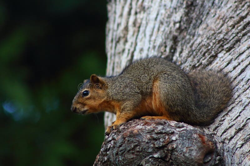 Squirrel stock image. Image of animal, brown, feeding - 62768417