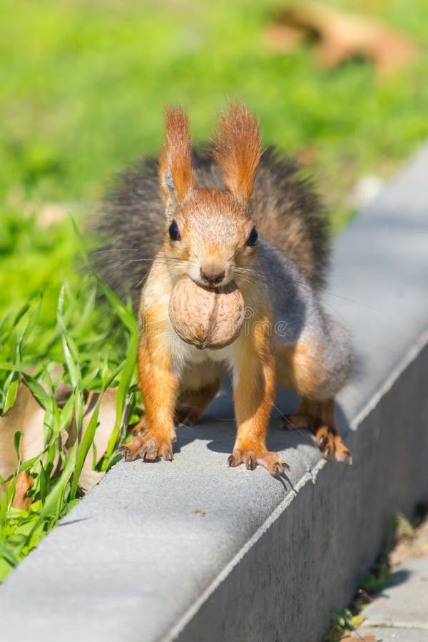 A Squirrel Carries a Nut in Its Teeth To Eat it in a Secluded Place or ...