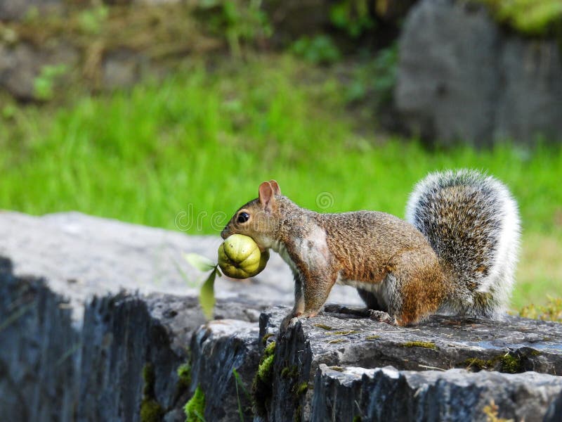 Squirrel Carrying Nut in Autumn Stock Photo - Image of season, spatial ...