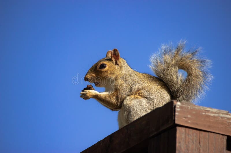 Squirrel Caught in the Act, Guilty, about To Eat, Looking at You Stock ...