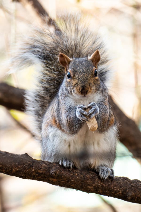 The Squirrel of the Central Park in Manhattan Stock Image - Image of ...