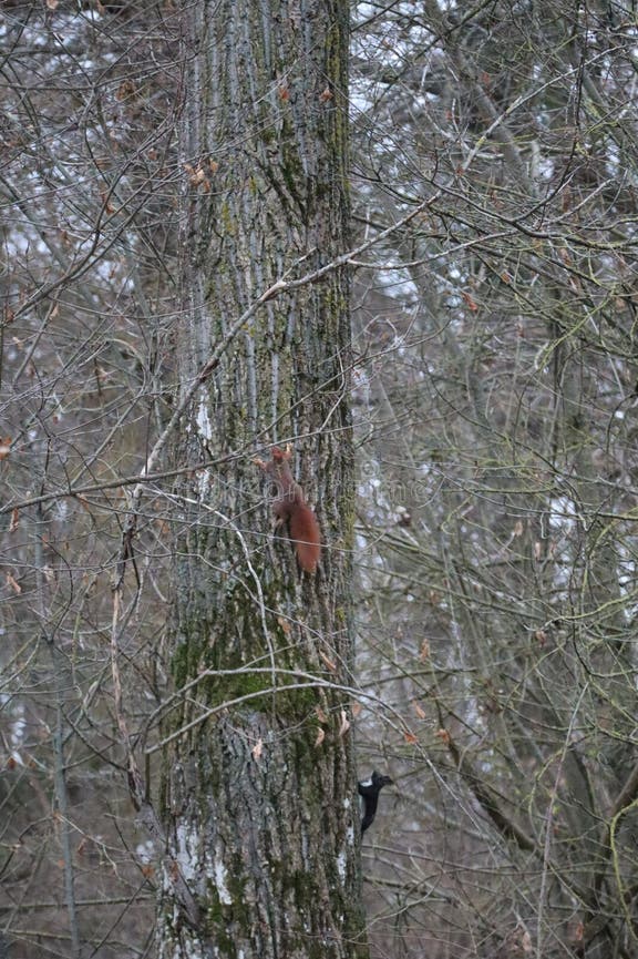 Squirrel Chase stock photo. Image of speed, chasing - 268419714