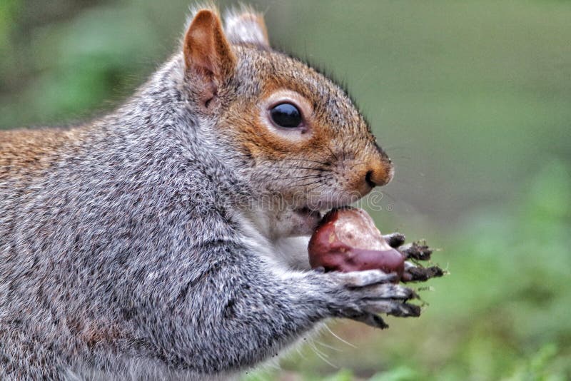 Squirrel with chestnut. stock photo. Image of animal - 86714658