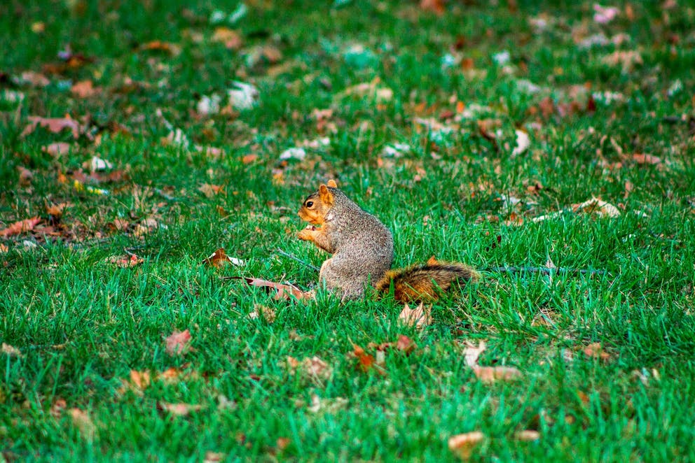 Squirrel Chewing on a Nut during the Fall Stock Image - Image of fresh ...