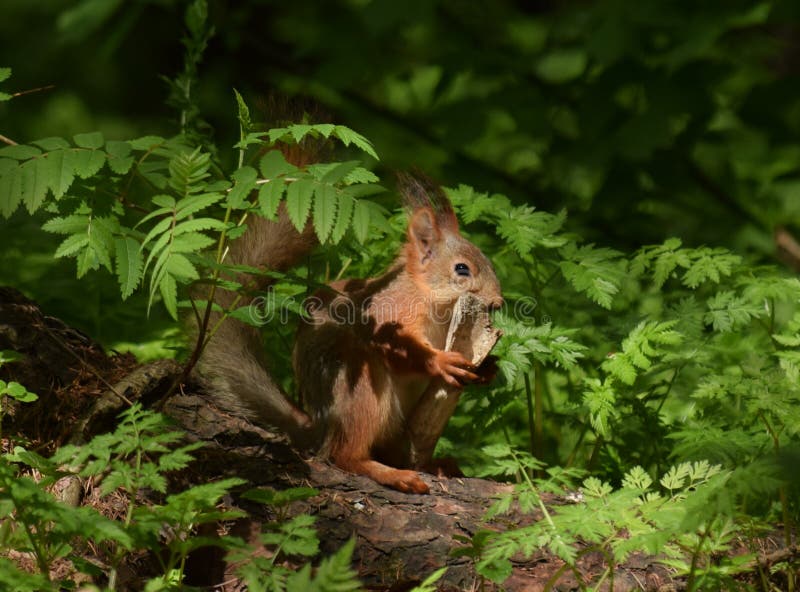 Squirrel chews bone stock photo. Image of bone, nature - 102146052
