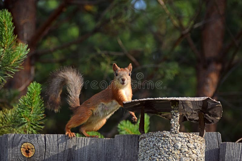 Squirrel and the Chimney in the Garden Stock Image - Image of wildlife ...