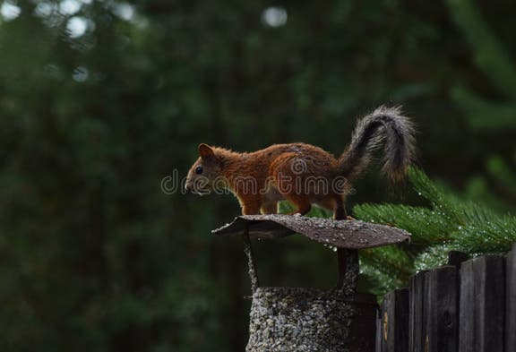 Squirrel on the Chimney in the Garden Stock Image - Image of nature ...