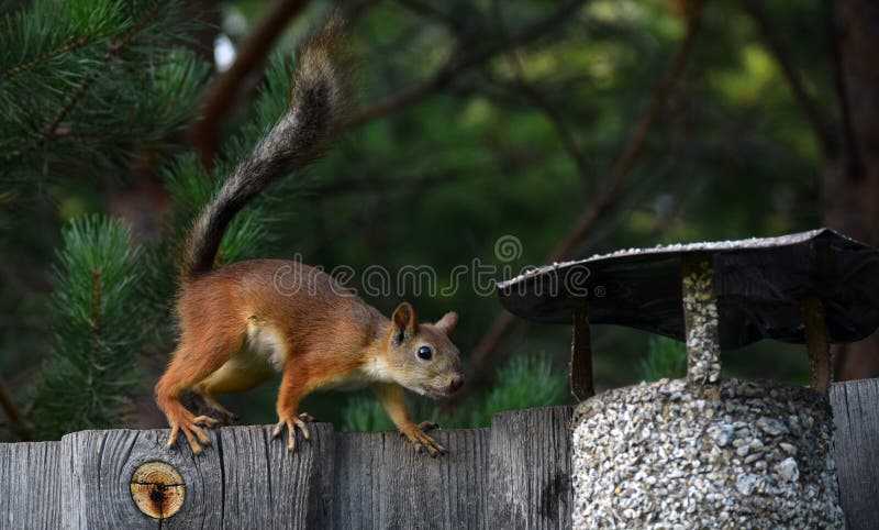 Squirrel and the Chimney in the Garden Stock Photo - Image of rodent ...