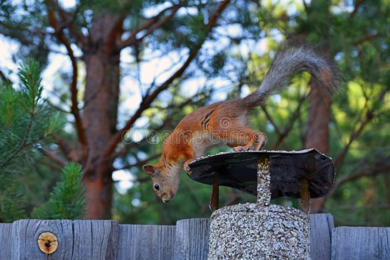 Squirrel and the Chimney in the Garden Stock Image - Image of rodent ...