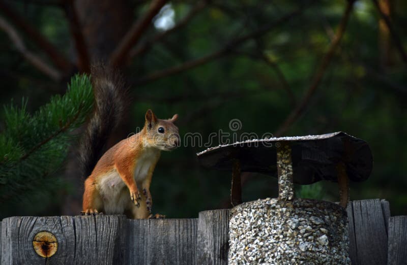Squirrel and the Chimney in the Garden Stock Photo - Image of squirrel ...