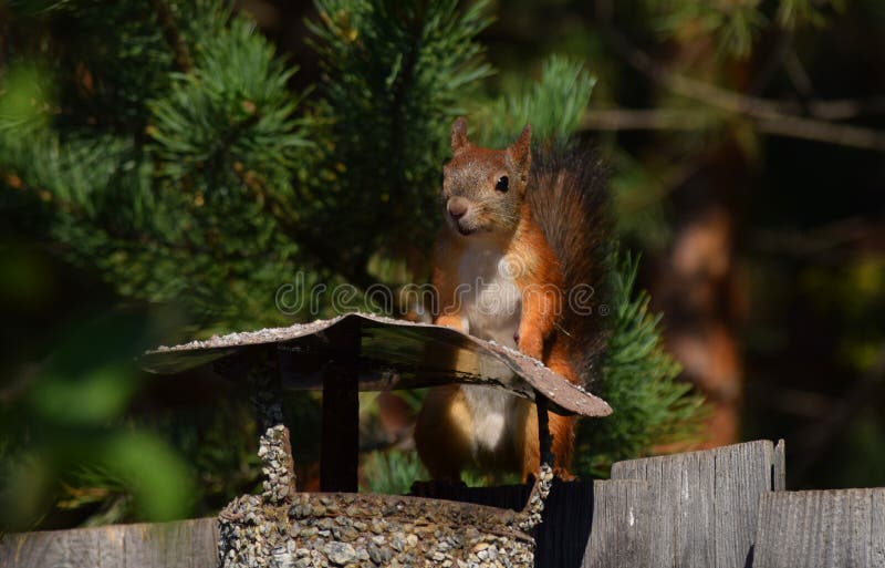 Squirrel and the Chimney in the Garden Stock Photo - Image of wooden ...