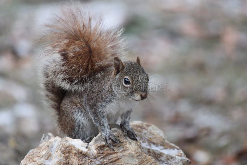 Squirrel stock photo. Image of chipinque, squirrel, winter - 42562162