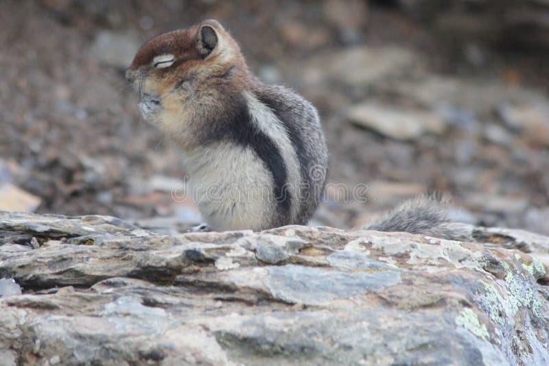 Squirrel cleaning itself stock photo. Image of mammal - 22192830