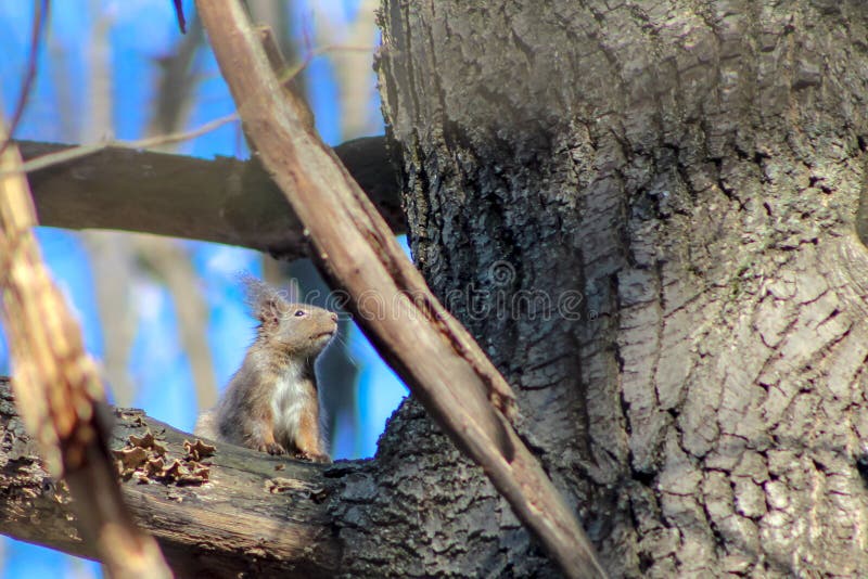 A Squirrel Climbed on a Tree is Looking Around Curiously Stock Image ...