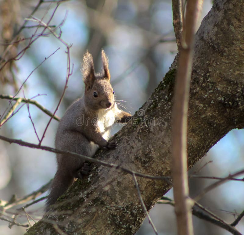 A Squirrel Climbed on a Tree is Looking Around Curiously Stock Image ...
