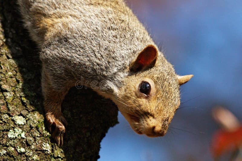 Squirrel Climbing Down Tree Stock Photo - Image of looking, climbing ...
