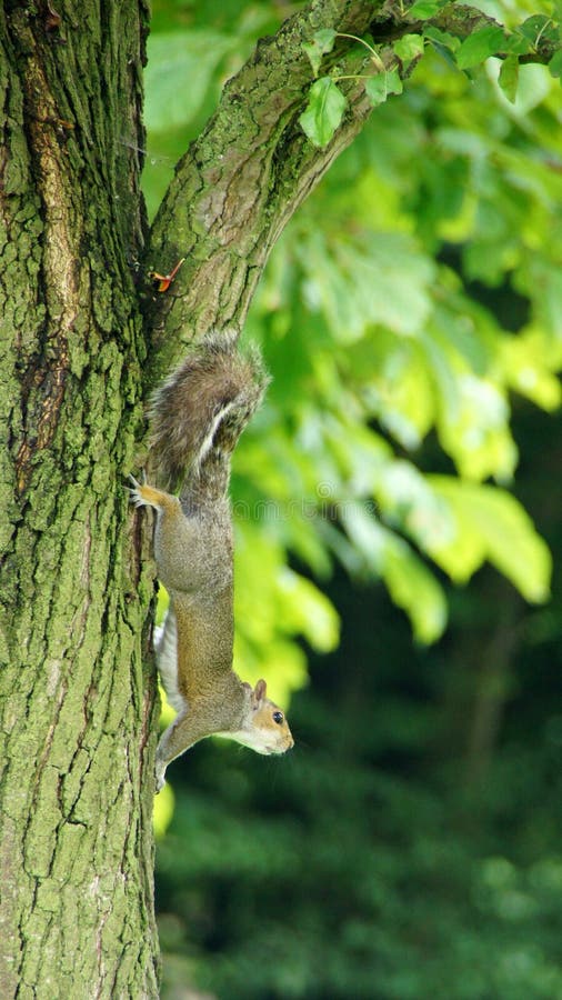 Squirrel Climbing Down a Tree Stock Image - Image of mammal, squirel ...