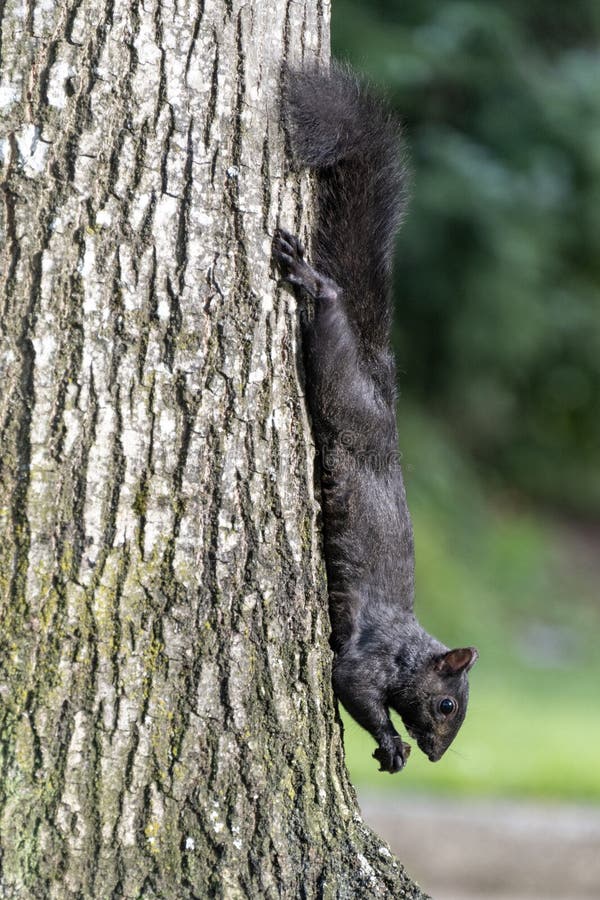 Squirrel Climbing Down a Tree Trunk with Its Tail Hanging Low in a ...
