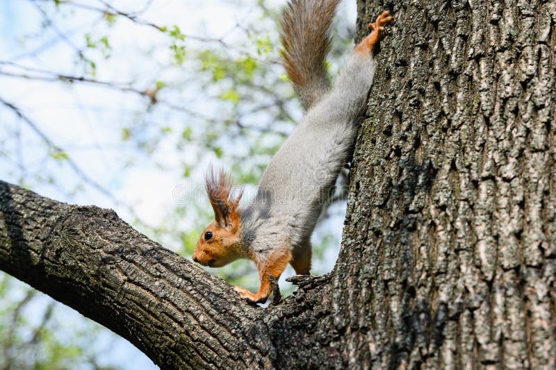Squirrel Climbing Down Tree Trunk in Spring Forest. Stock Image - Image ...