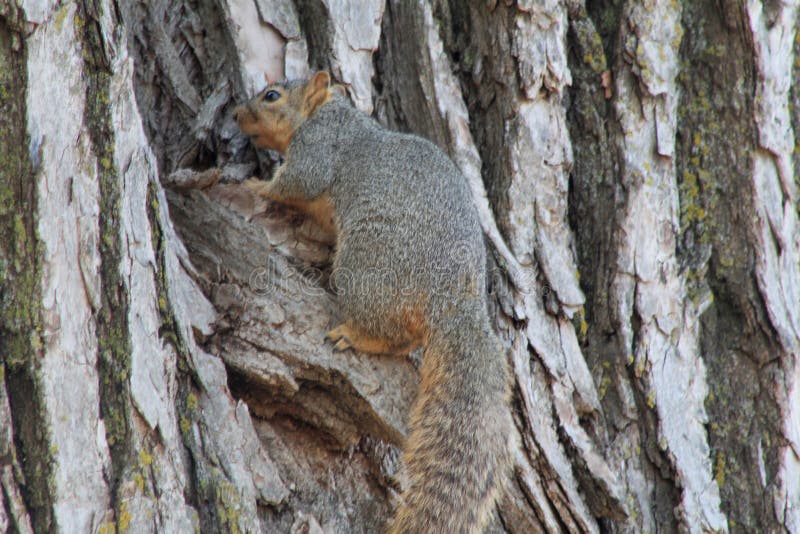 Squirrel On A High Tree Gnawing Nuts On A Spring Day Against A Clear ...